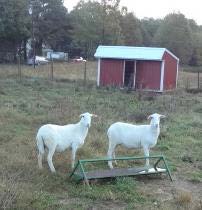 A Story About Stressed Sheep - Brooks Farm TN