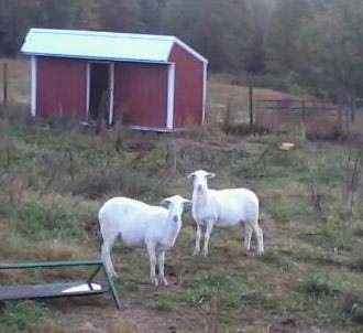 A Story About Stressed Sheep - Brooks Farm TN
